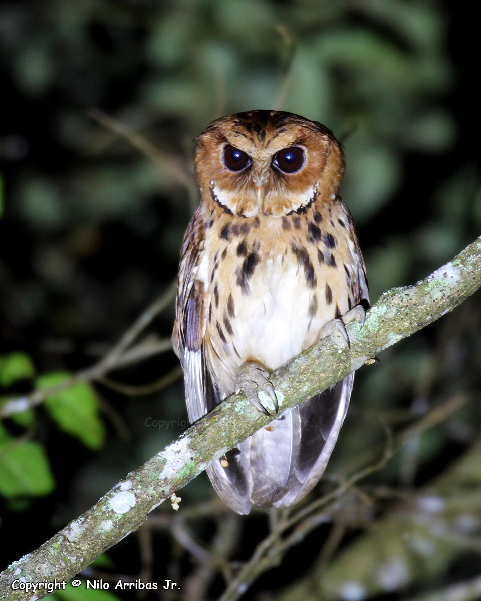 Giant Scops Owl | Animal Database | Fandom