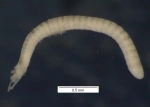 Aulophorus furcatus | Animal Database | Fandom