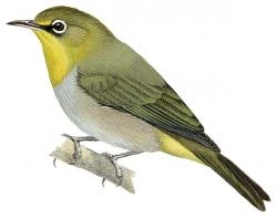 Abyssinian White-eye | Animal Database | Fandom