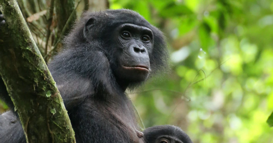 Bonobo | Animal Database | Fandom