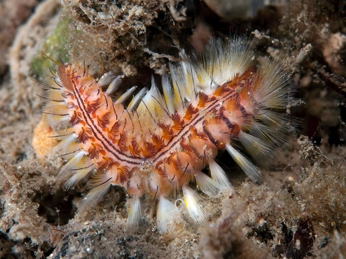 Darklined Fire Worm (Chloeia fusca) | Animal Database | Fandom