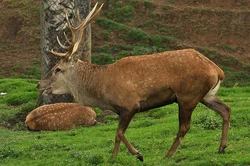 Barbary Stag | Animal Database | Fandom