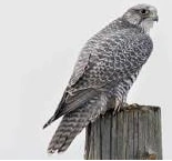 Falco | Animal Database | Fandom