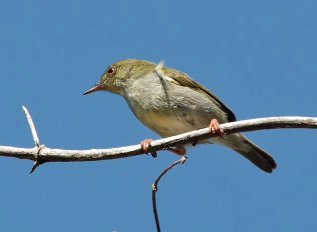 Green Jery | Animal Database | Fandom