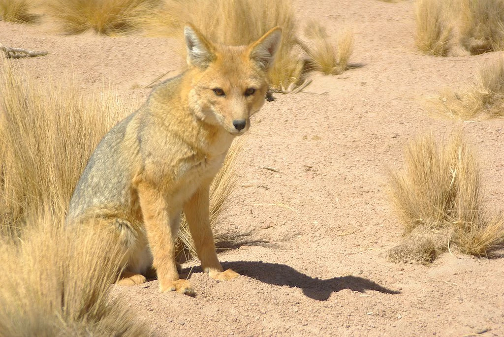 Culpeo | Animal Database | Fandom