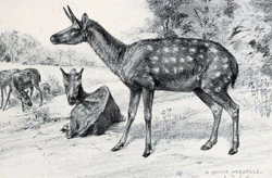 Palaeomerycidae | Animal Database | Fandom