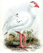 White Swamphen | Animal Database | Fandom