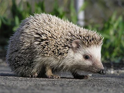 North African Hedgehog | Animal Database | Fandom