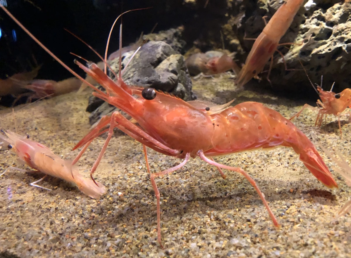 Botan Shrimp | Animal Database | Fandom