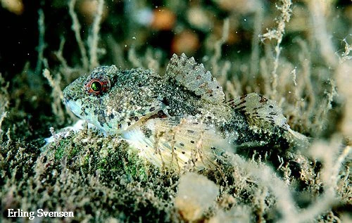 Norway Bullhead | Animal Database | Fandom