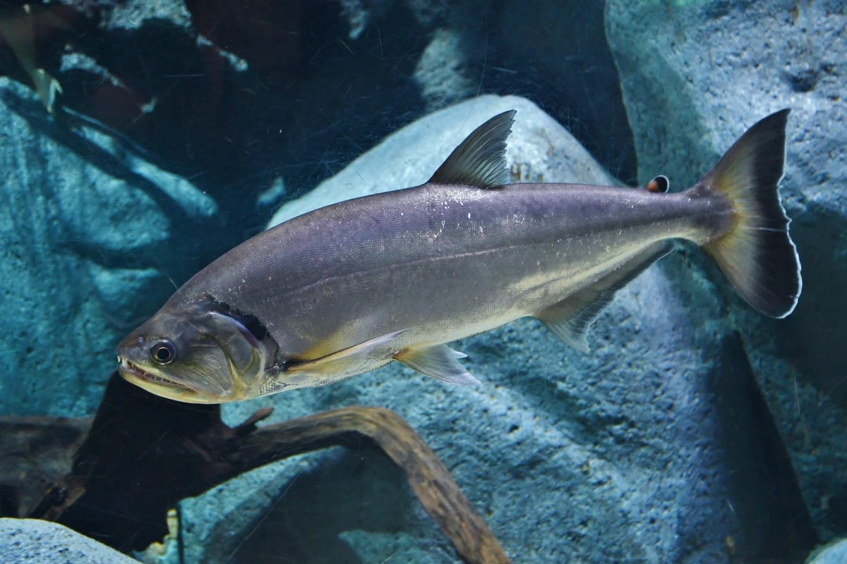 Payara | Animal Database | Fandom