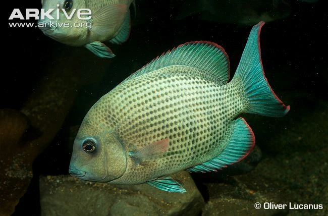 Pinstripe Damba | Animal Database | Fandom