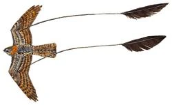 Standard-winged Nightjar | Animal Database | Fandom