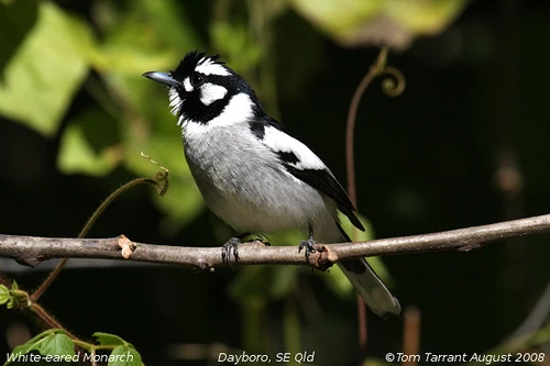 White-eared Monarch | Animal Database | Fandom