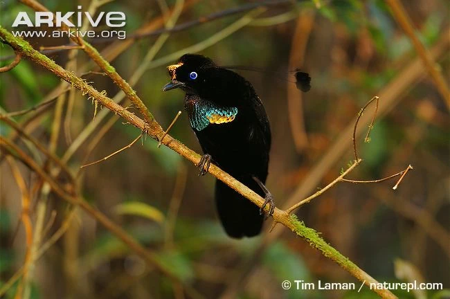 Wahnes's Parotia | Animal Database | Fandom