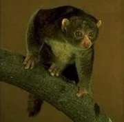 False Potto | Animal Database | Fandom