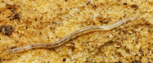 Enchytraeus albidus | Animal Database | Fandom