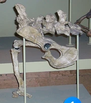 Rodhocetus | Animal Database | Fandom