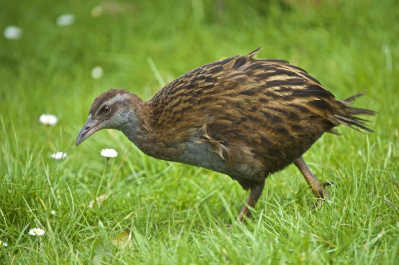 Weka | Animal Database | Fandom