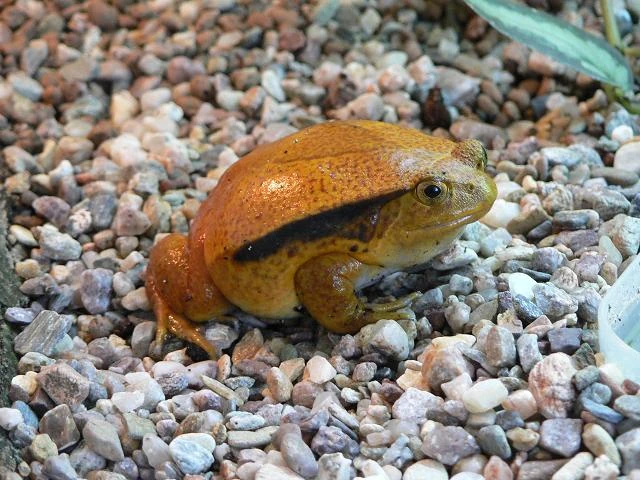 Dyscophus insularis | Animal Database | Fandom