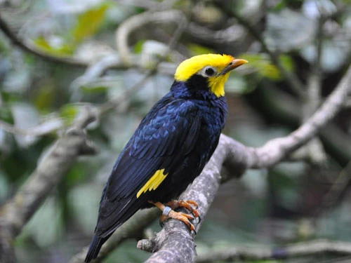 Golden-crested Myna | Animal Database | Fandom