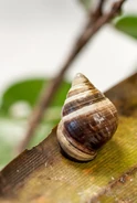 Oʻahu Tree Snail | Animal Database | Fandom