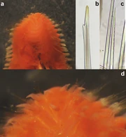 Cryptonome turcica | Animal Database | Fandom