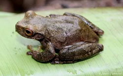 Ceiba Stream Frog | Animal Database | Fandom