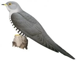 Madagascan Cuckoo | Animal Database | Fandom