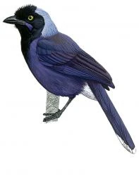 Azure-naped Jay | Animal Database | Fandom