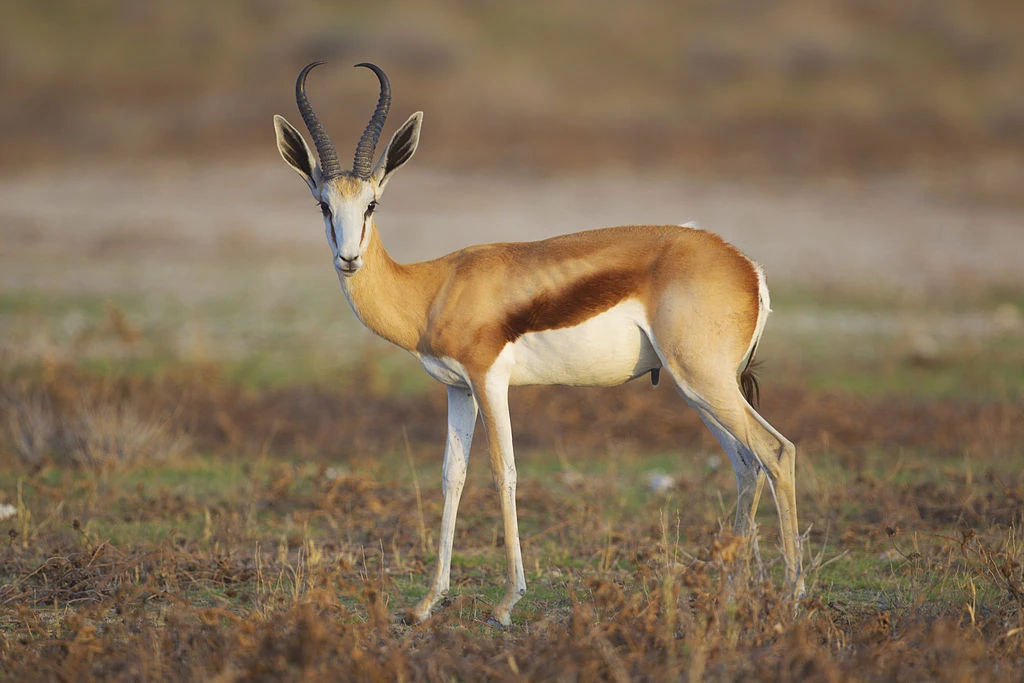 Springbok | Animal Database | Fandom