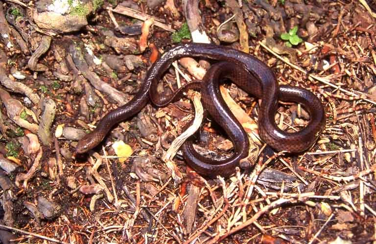 Crocker's Sea Snake | Animal Database | Fandom