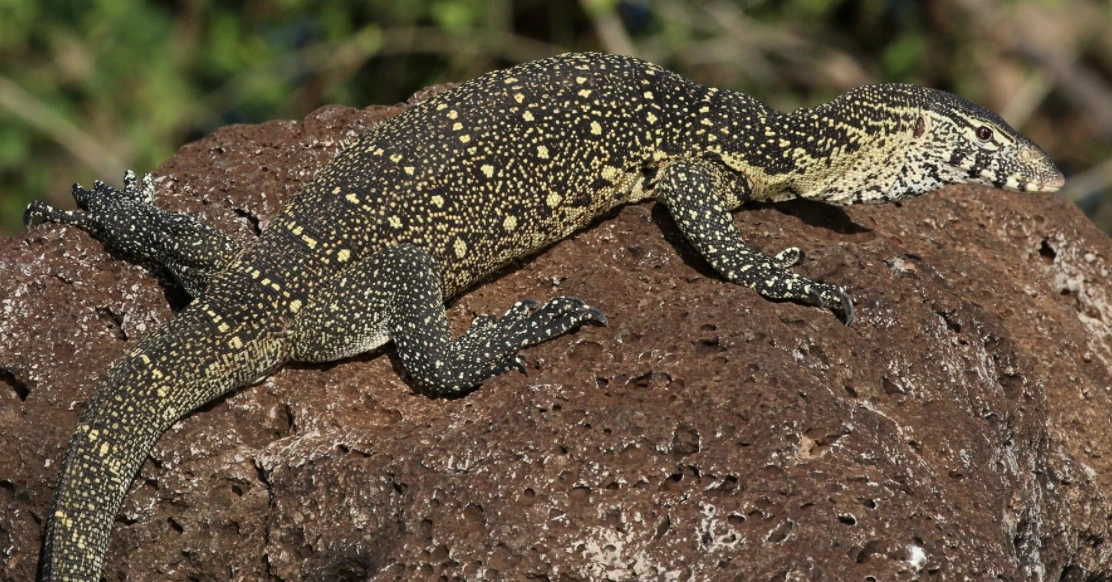 Nile Monitor | Animal Database | Fandom