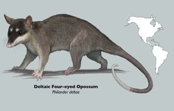 Deltaic Four-eyed Opossum | Animal Database | Fandom