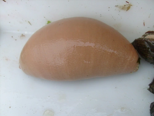 Burrow Worm (Urechis chilensis) | Animal Database | Fandom