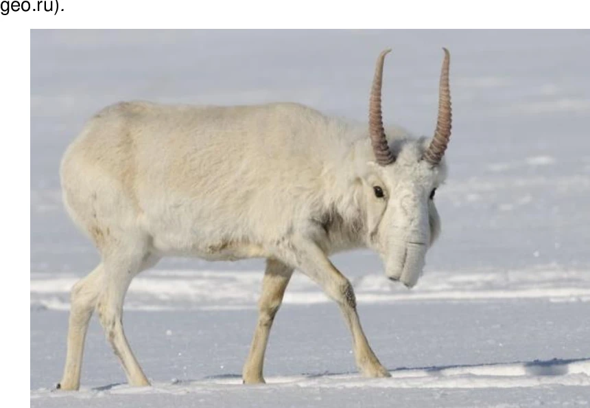 Russian Saiga | Animal Database | Fandom