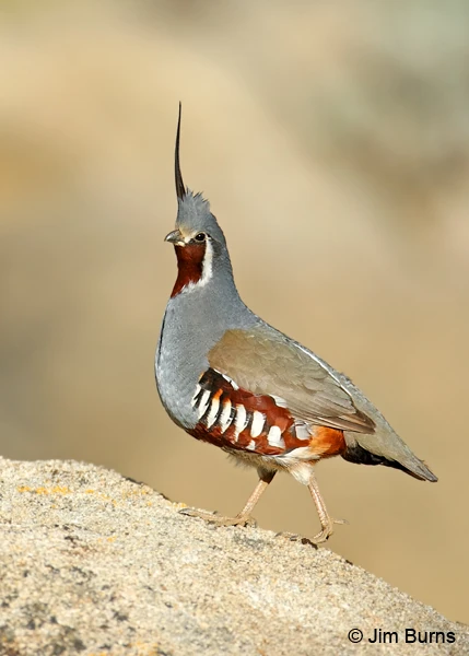 California Mountain Quail
