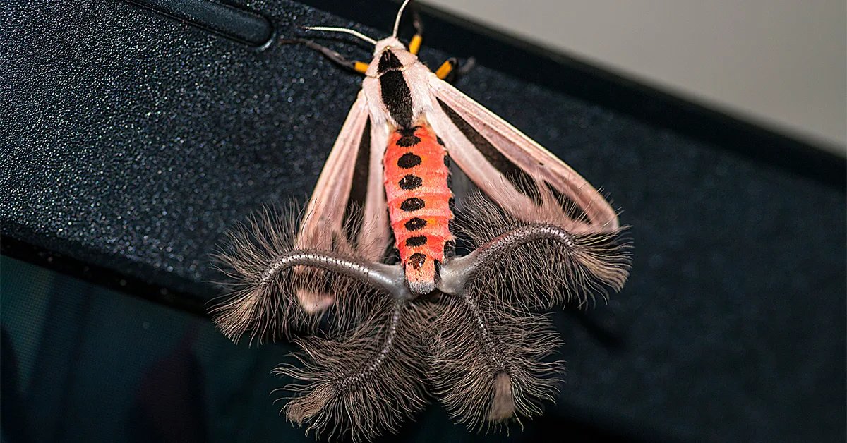 Creatonotos Gangis | Animal Database | Fandom