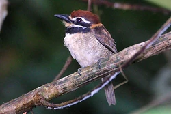 Chestnut-capped Puffbird | Animal Database | Fandom