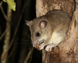 Ankarana Special Reserve Tufted-tailed Rat | Animal Database | Fandom