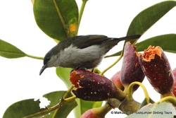 Spotted Berrypecker | Animal Database | Fandom