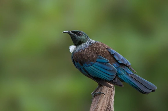 Tūī | Animal Database | Fandom