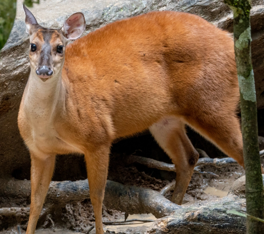 Red Brocket | Animal Database | Fandom