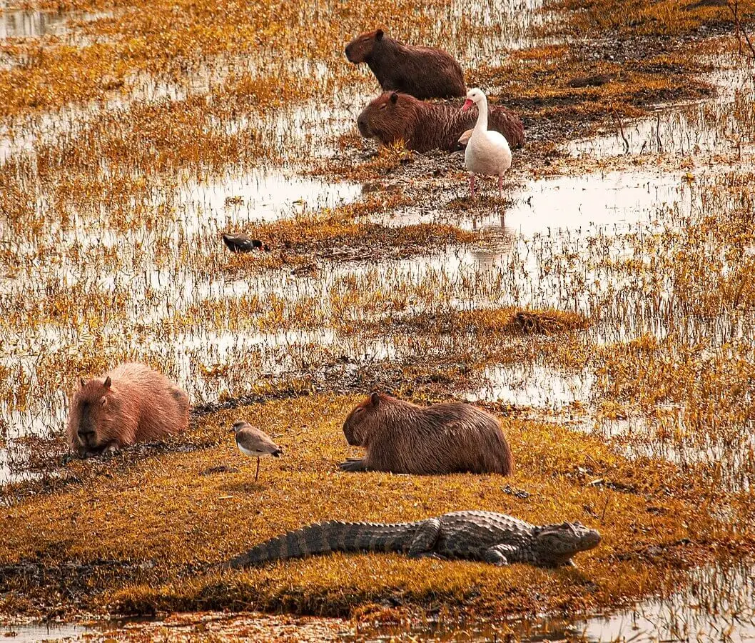 Capybara | Animal Database | Fandom