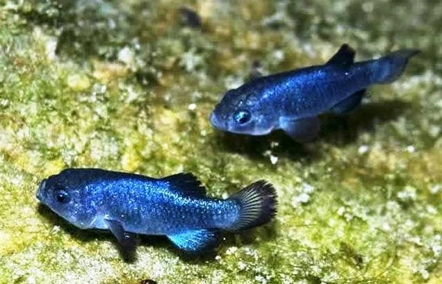 Devils hole pupfish | Animal Database | Fandom