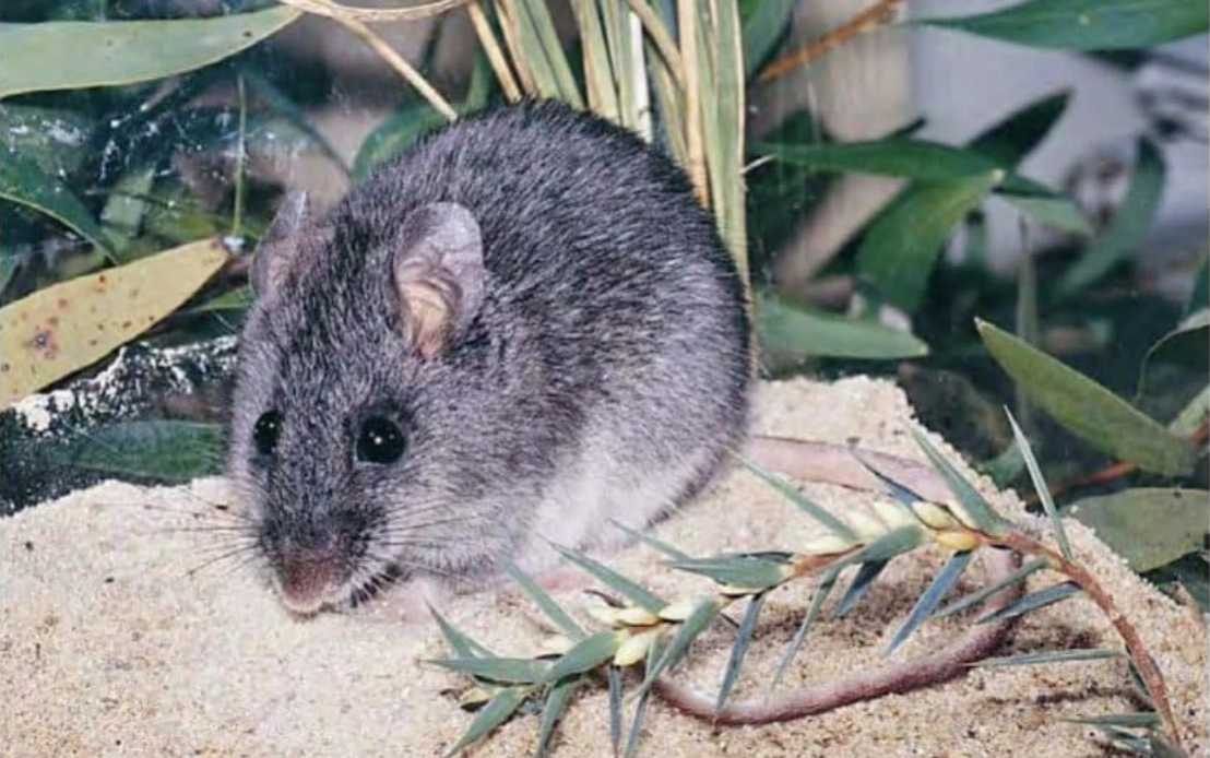 Smoky Mouse | Animal Database | Fandom