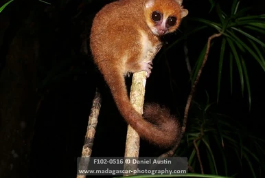 Bongolava Mouse Lemur