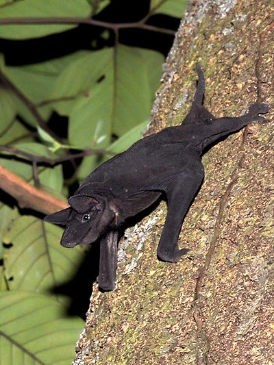 Hairless Bat | Animal Database | Fandom