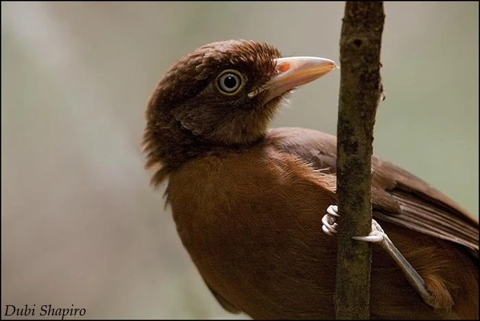 Rusty Pitohui | Animal Database | Fandom