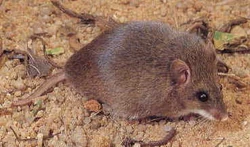 Fat Mouse | Animal Database | Fandom